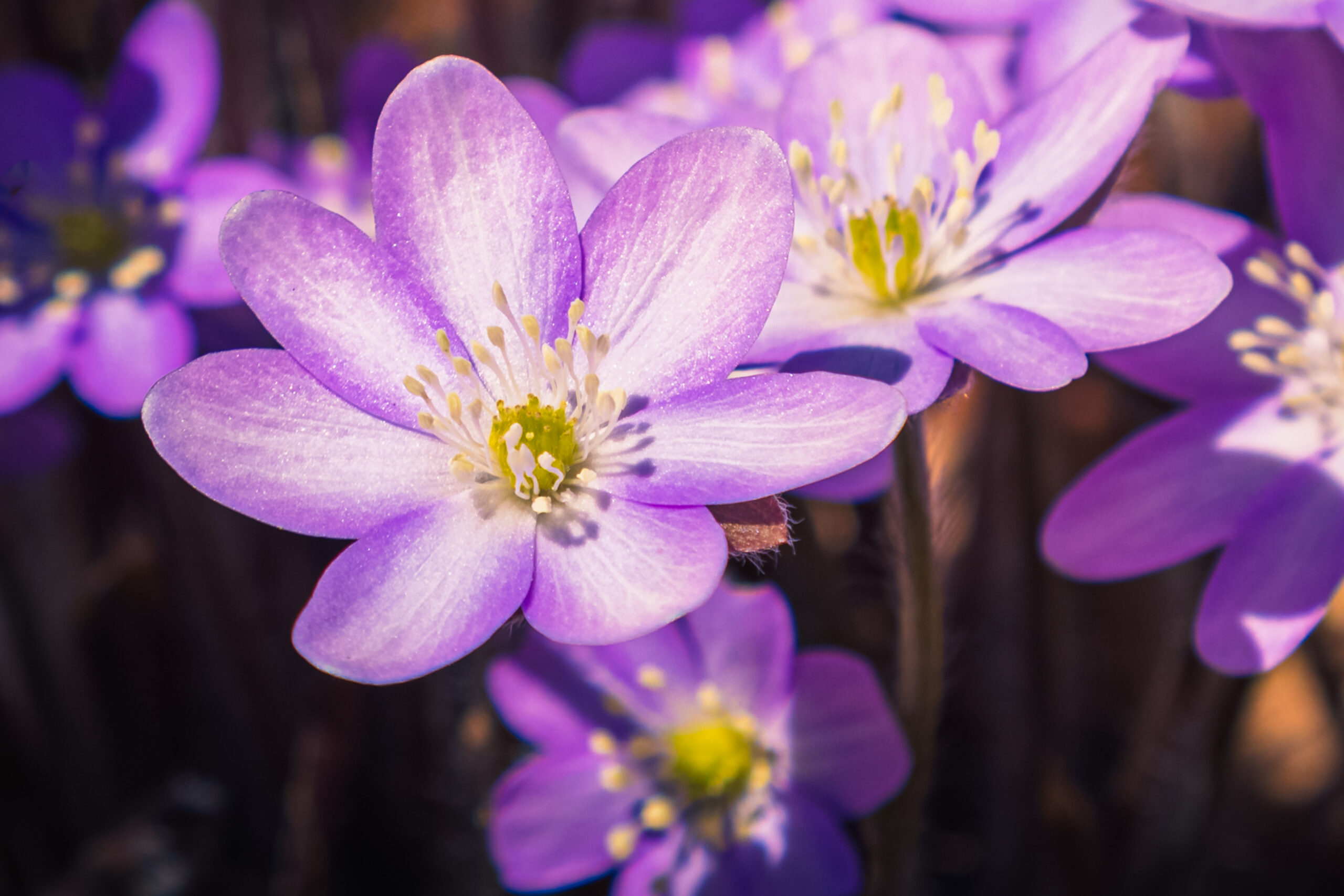 Welcome Spring! - Nature and Forest Therapy of Canada