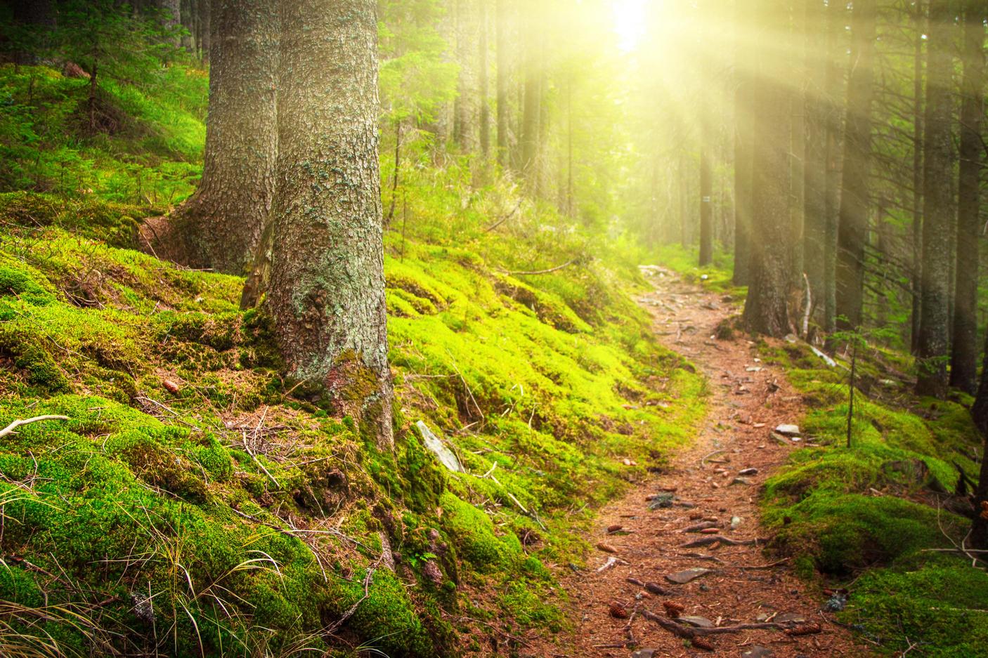 Pleasures of Presence - Nature and Forest Therapy of Canada